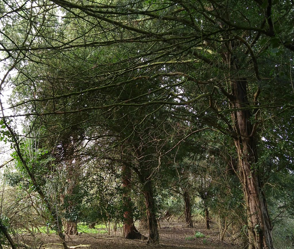 Tree Map – Adams Road Bird Sanctuary